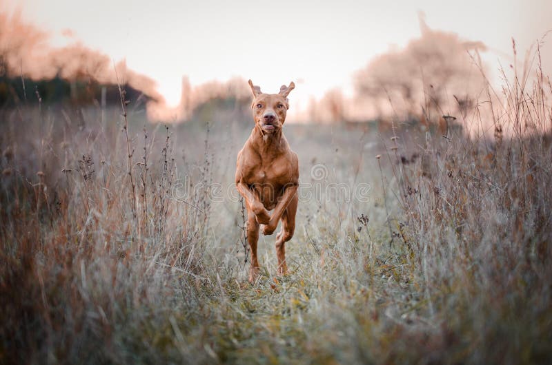 Cane Ungherese Felice Del Puntatore Di Vizsla Su Neve Fotografia Stock ...