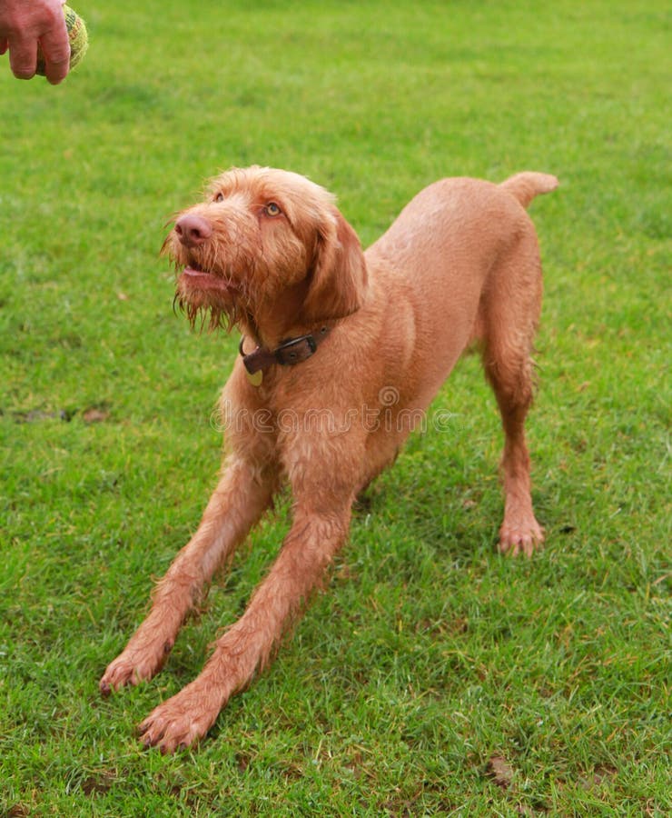 Hungarian vizsla male stock photo. Image of breed, male - 9433208