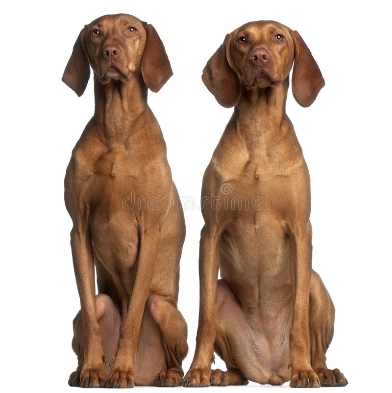309 Old Vizsla Stock Photos - Free & Royalty-Free Stock Photos from ...