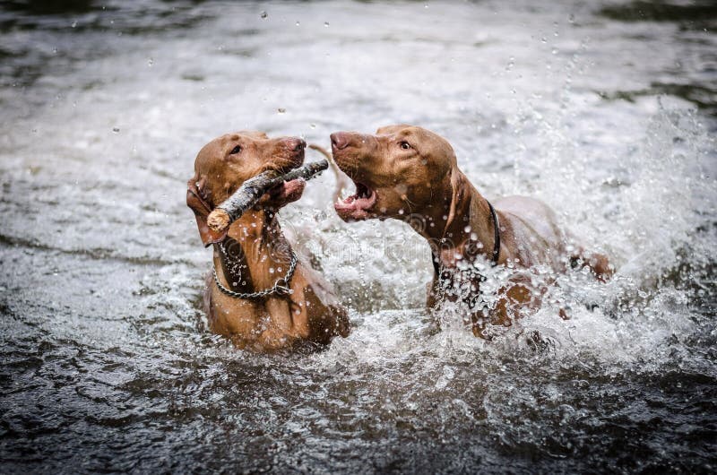 Vizslas stock image. Image of lake, hungarian, water - 52051353