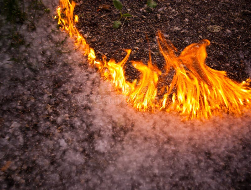 Vlam stock afbeelding. Image of pluis, populier, vlam - 22113381