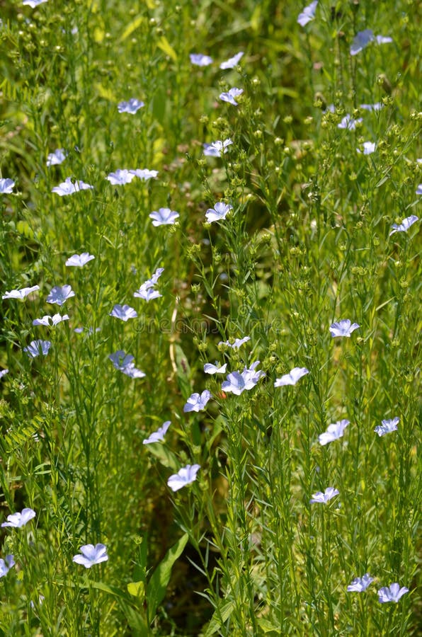 Vlas of Lijnzaad (Linum-usitatissimum) Stock Afbeelding - Image of ...