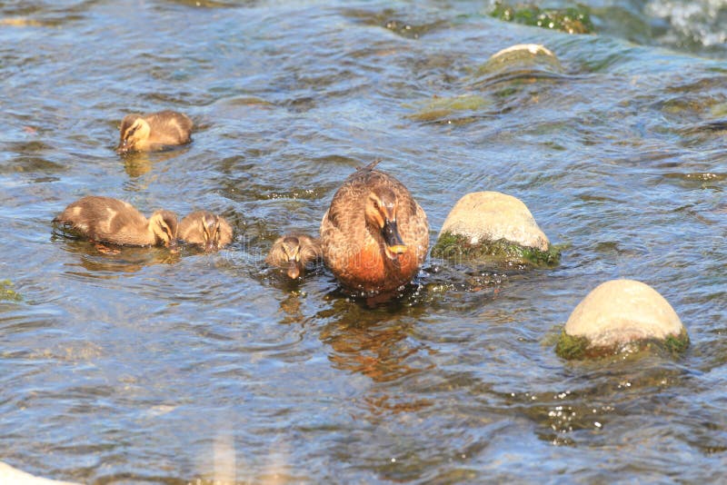 Veer van Wilde eend stock foto. Afbeelding bestaande uit japan - 53051094