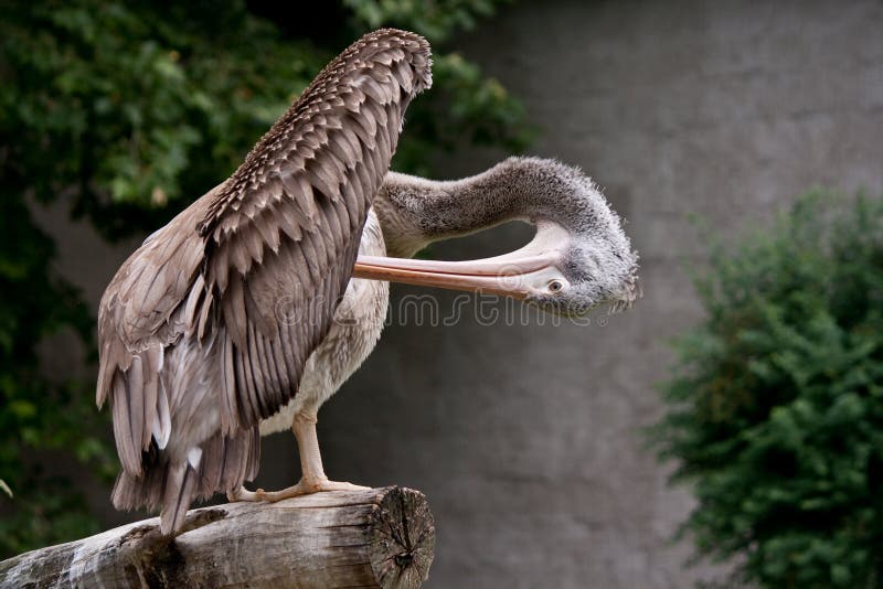 Vlek-gefactureerde Pelikaan Stock Foto - Image of vlek, dierentuin ...