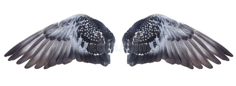 Vleugels stock foto. Image of kraai, schacht, blauw, pluim - 13461166
