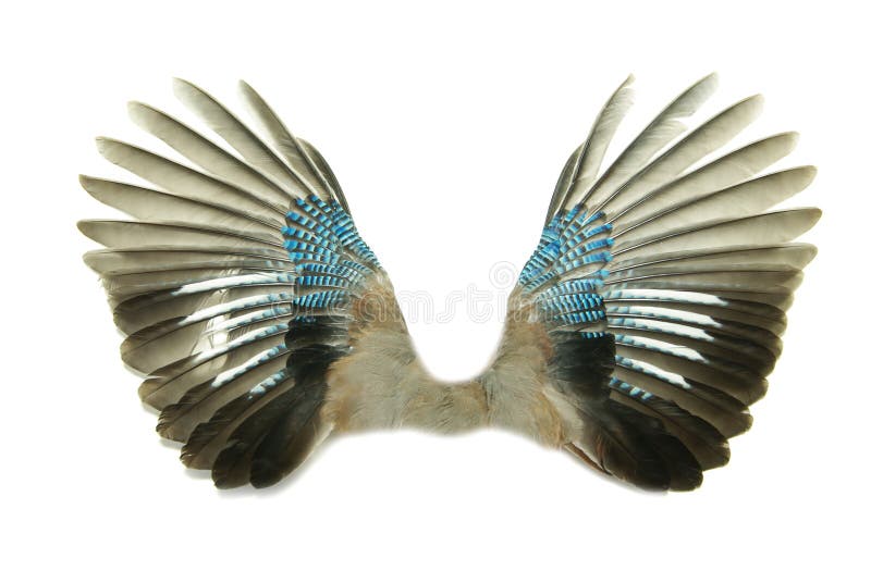 Vleugels stock foto. Image of godsdienst, engelen, duif - 15329996