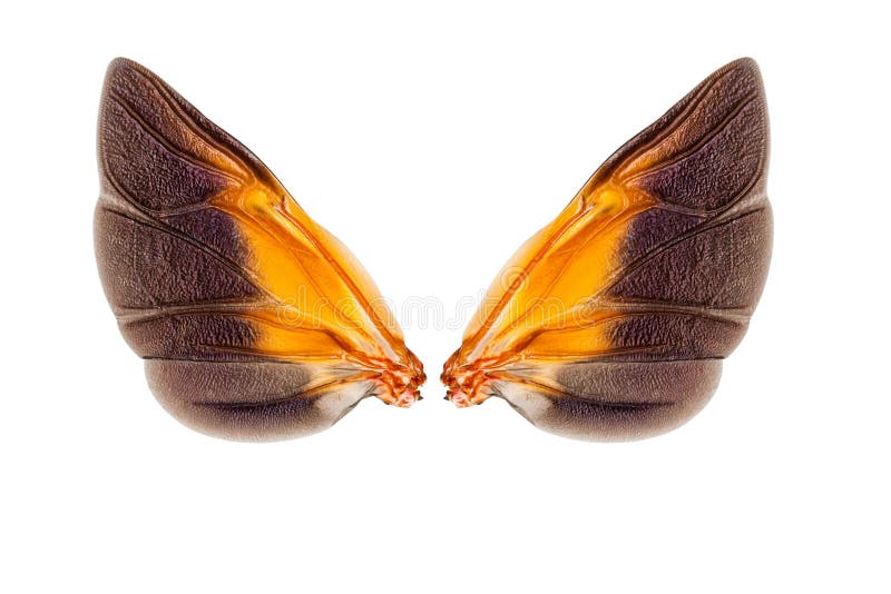 Vleugels van insect stock afbeelding. Image of lichaam - 72795311