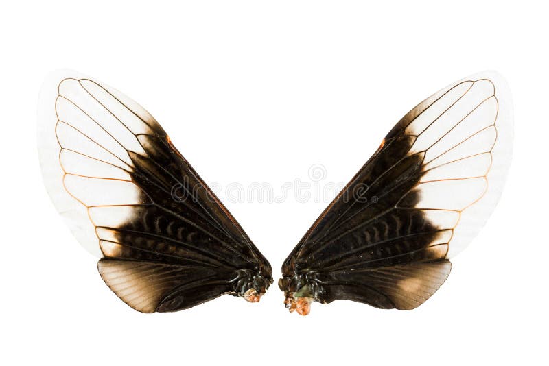 Vleugels Van Insect Op Witte Achtergrond Wordt Geïsoleerd Die Stock ...