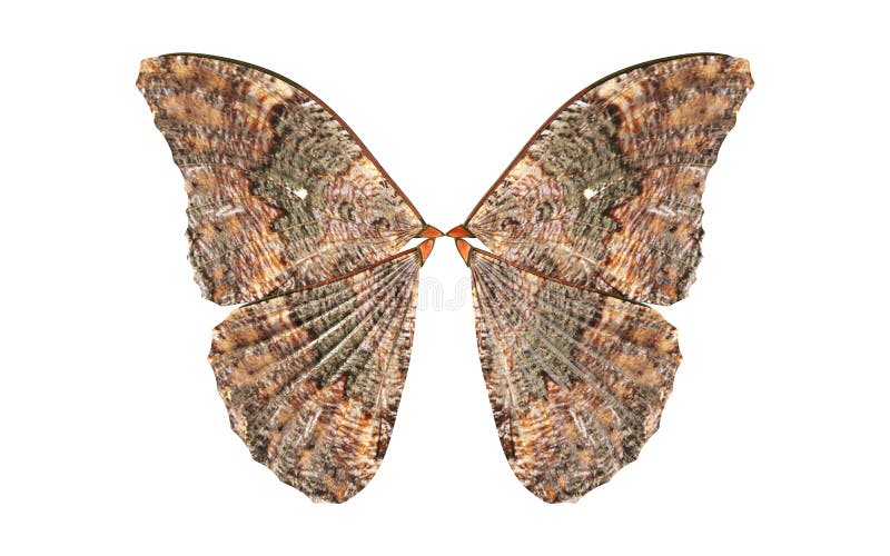 Vleugels Van Insect Met Het Knippen Van Weg Stock Foto - Image of ...