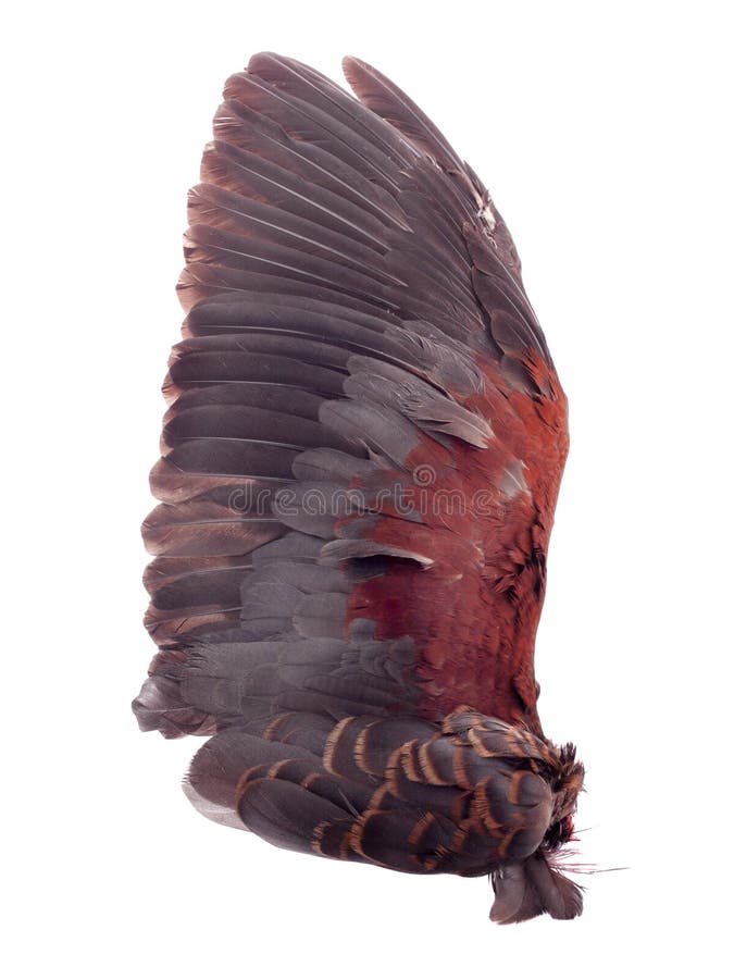 Vleugels Van Vogels Op Witte Achtergrond Stock Afbeelding - Image of ...