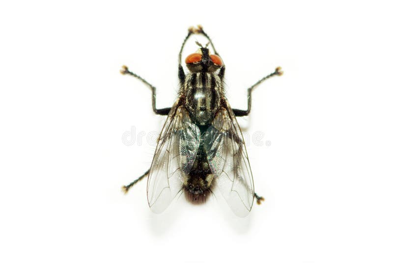 Vlieg stock foto. Image of achtergrond, kleur, irriteer - 14716282
