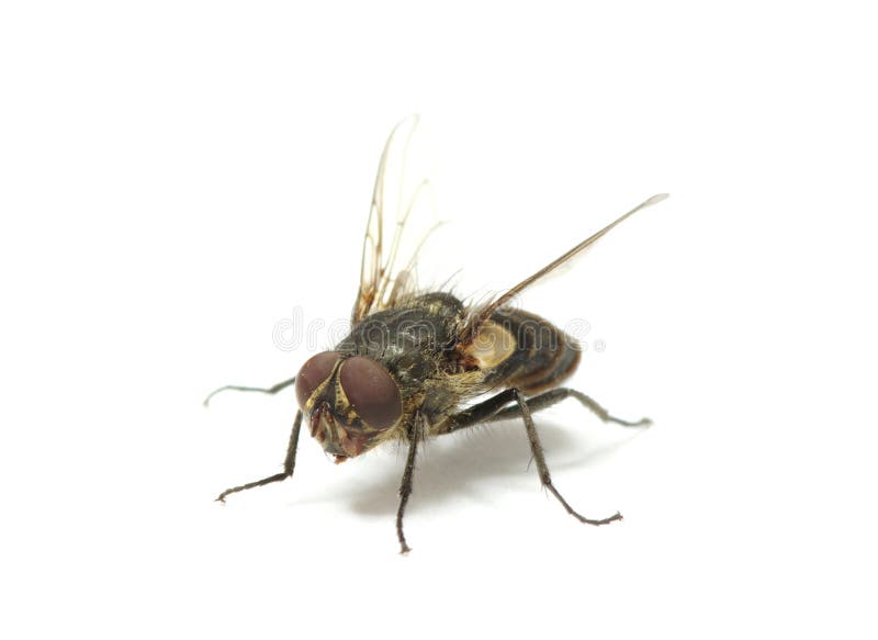 Vlieg stock afbeelding. Image of macro, vleugel, trillend - 21827667