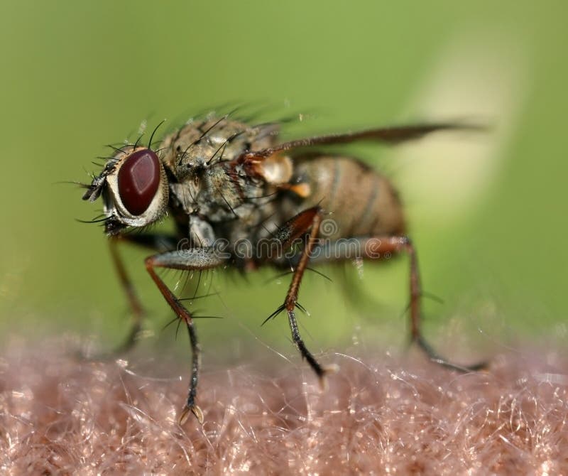 Vlieg stock foto. Image of geïsoleerd, macro, groen, hygiëne - 22518404