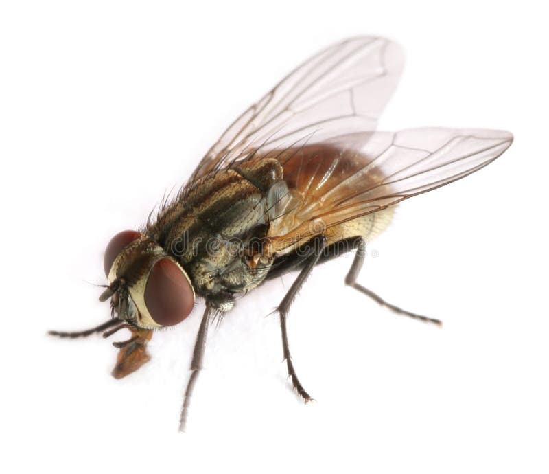 Vlieg stock afbeelding. Image of griezelig, vleugel, dier - 29525055