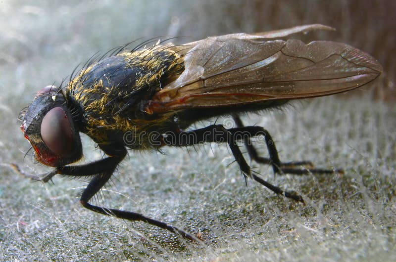 Vlieg stock foto. Image of antenne, diversen, navels, vrees - 466340