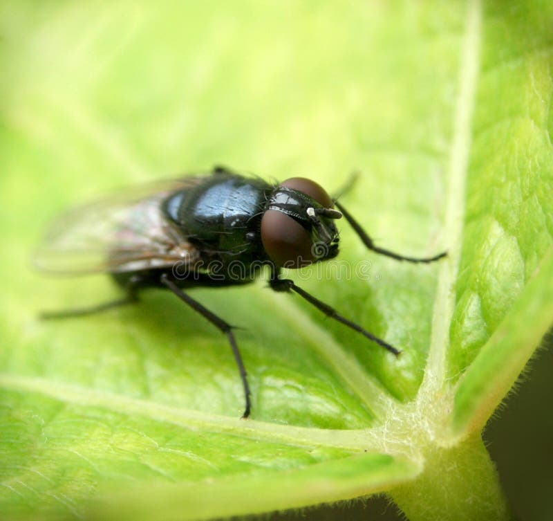 Vlieg ...... (5) stock foto. Image of licht, benen, blad - 164444