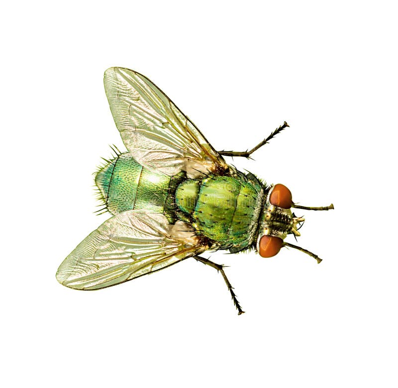 Vlieg Die Op Wit Wordt Geïsoleerd Stock Afbeelding - Image of vliegen ...