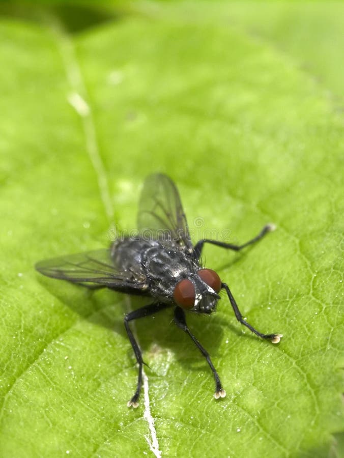 Vlieg op een Blad stock afbeelding. Image of walgelijk - 885297
