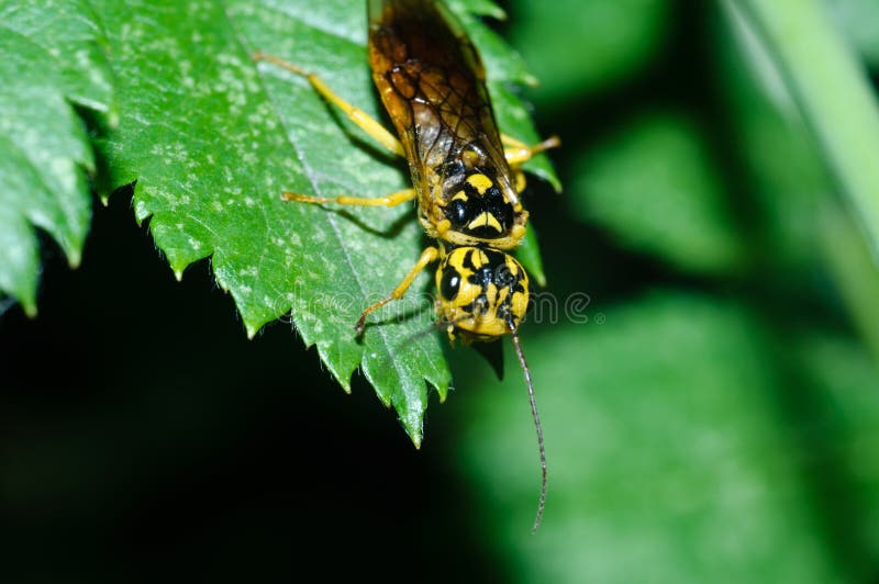 Vliegend insect stock afbeelding. Afbeelding bestaande uit macro - 14708271