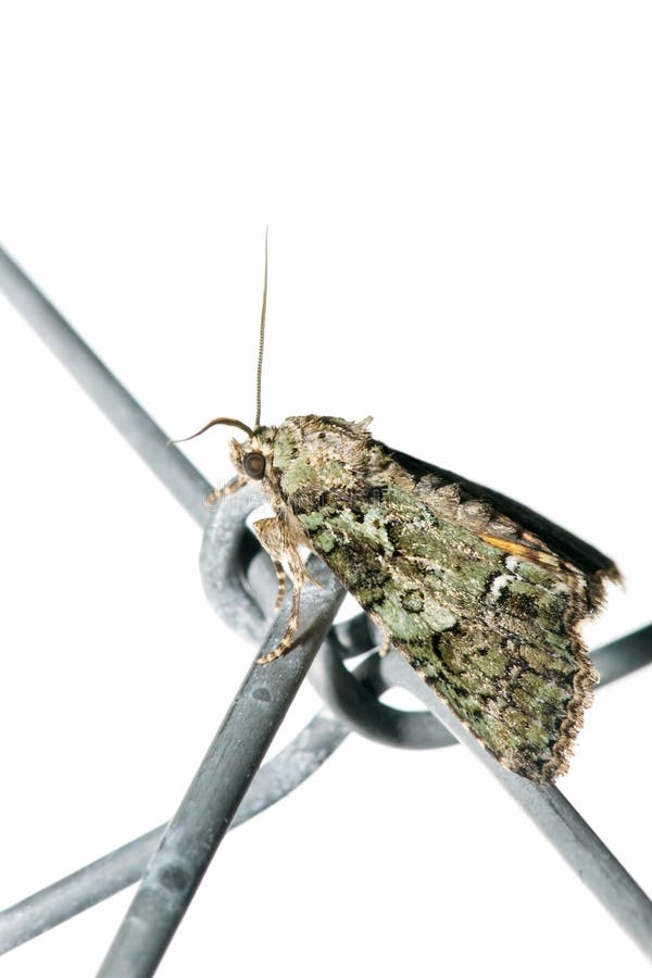 Vliegend insect stock foto. Image of nave, achtergrond - 15423074