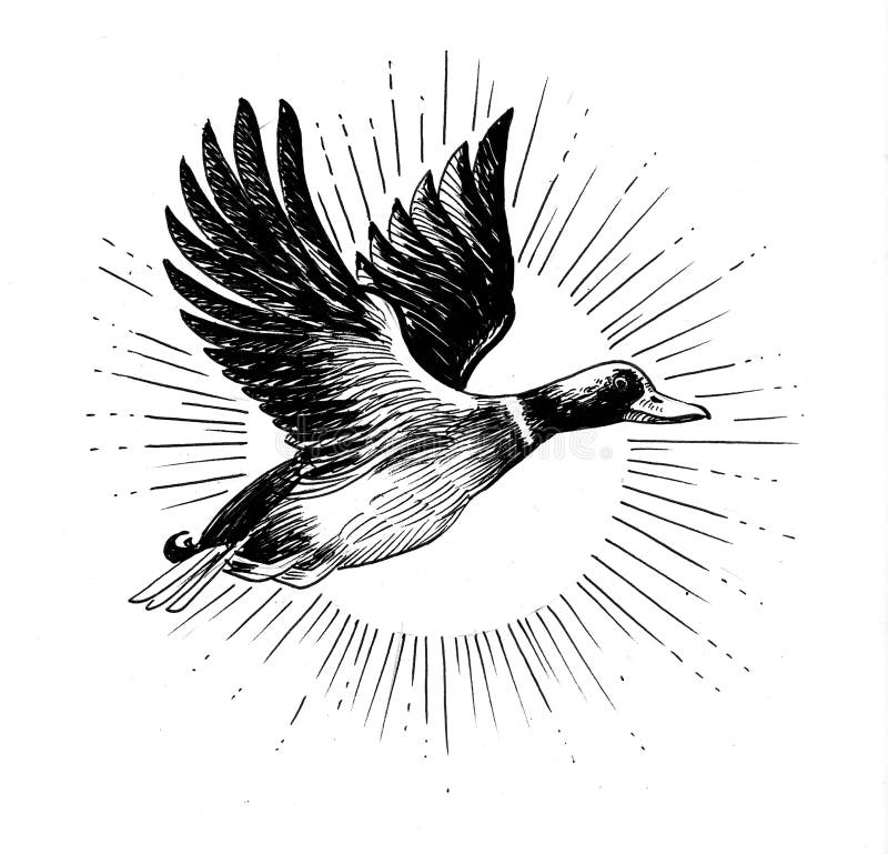 Vliegende eend stock illustratie. Illustratie bestaande uit eend ...