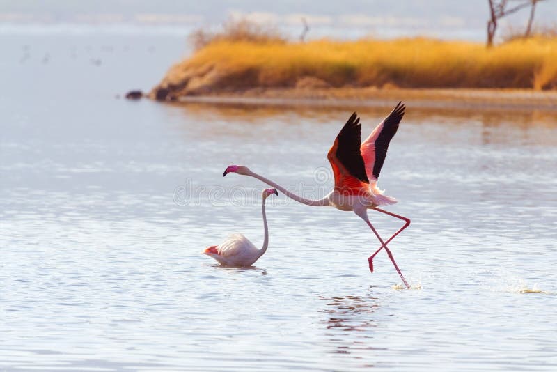 Vliegende flamingo stock foto. Image of enkelvoudig, sluit - 49582394