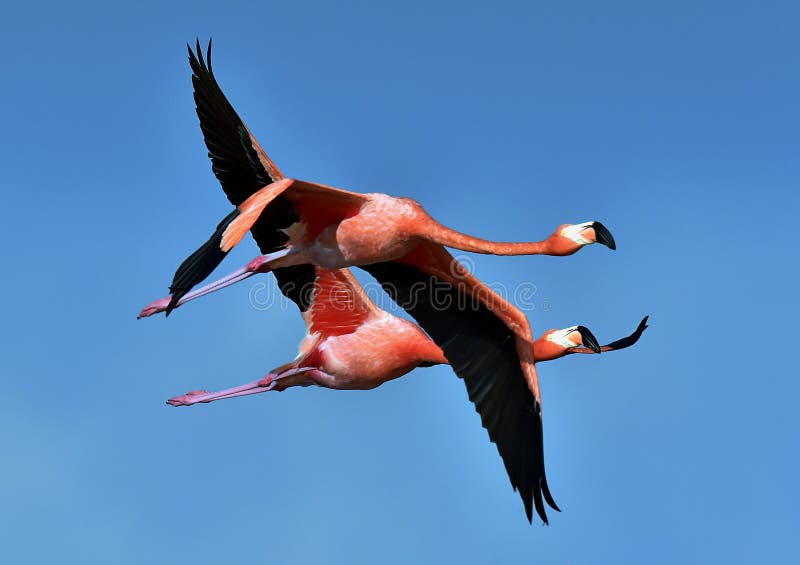 Vliegende Flamingo's stock foto. Image of flamingo, vogel - 21043314