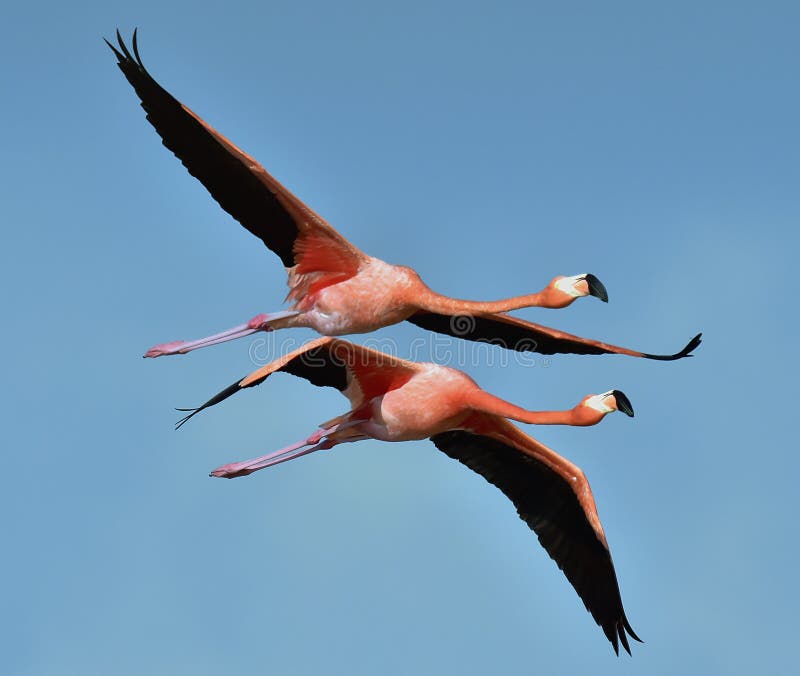 Flamingo Voando Flying Flamingo Stockfoto En Meer Beelden Van Flamingo