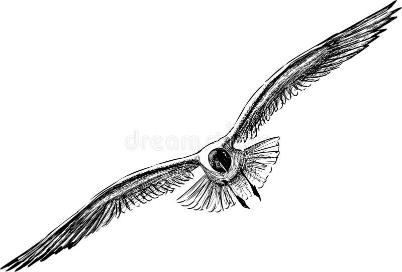 Vliegende meeuw vector illustratie. Illustration of vogel - 31765820