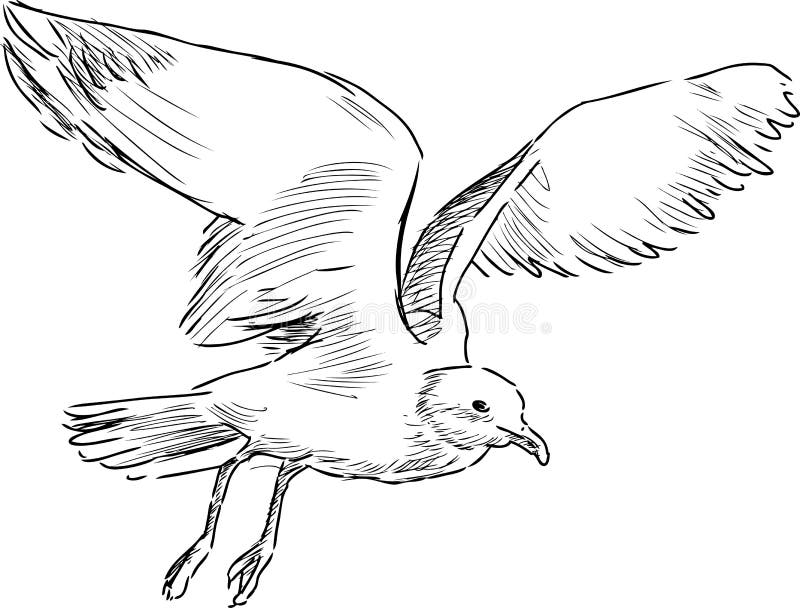 Vliegende meeuw vector illustratie. Illustration of getrokken - 35209538
