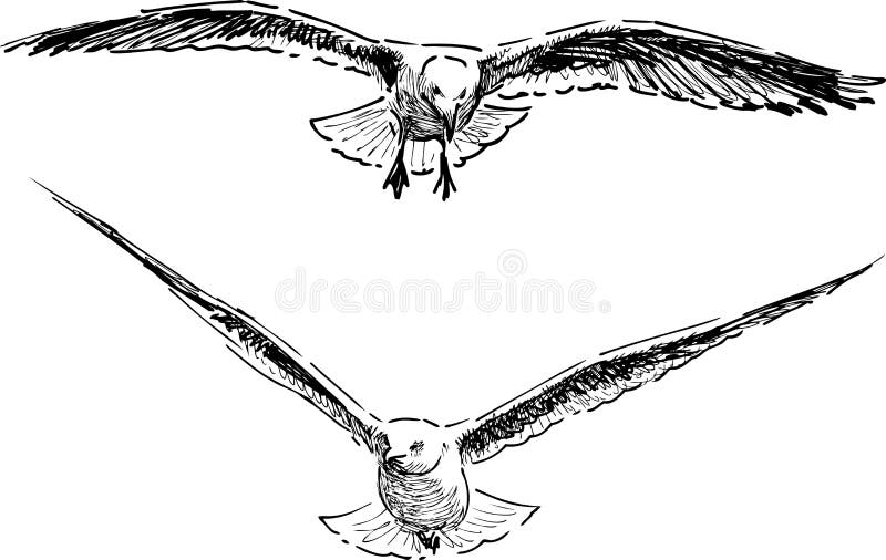 Vliegende meeuw vector illustratie. Illustration of vogel - 31765820