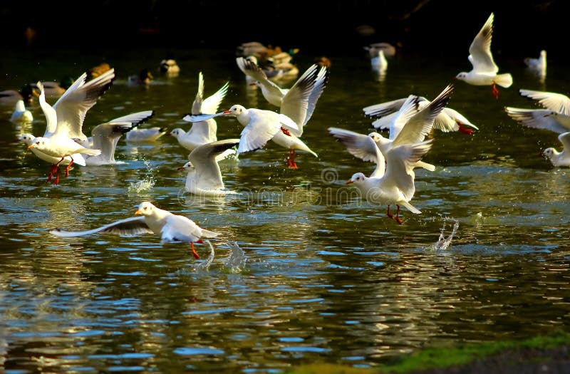 Vliegende Meeuwen Boven Het Water Stock Foto - Image of geleid, vlieg ...