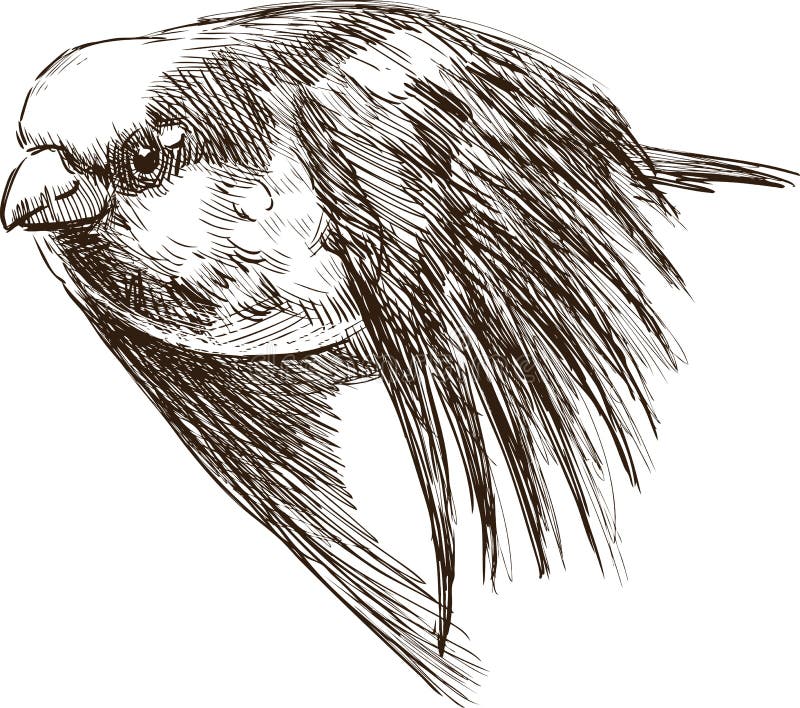 Vliegende Mus Schets Levemolo Vogel Aan De Muur Hangen Slikken Beeldje