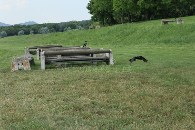 Vliegende Raaf stock afbeelding. Image of bureau, zetel - 118832763