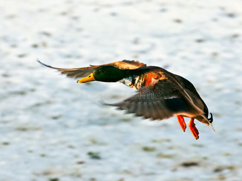 Vliegende wilde eend stock foto. Image of sneeuw, bevriezing - 13204866