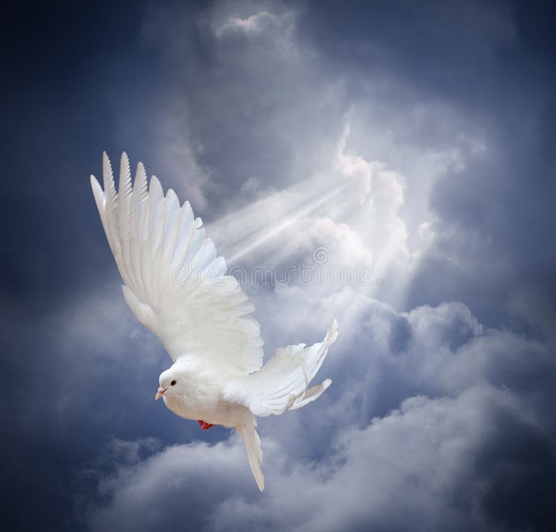 Vliegende Witte Duif Op Blauwe Hemelachtergrond Stock Afbeelding ...