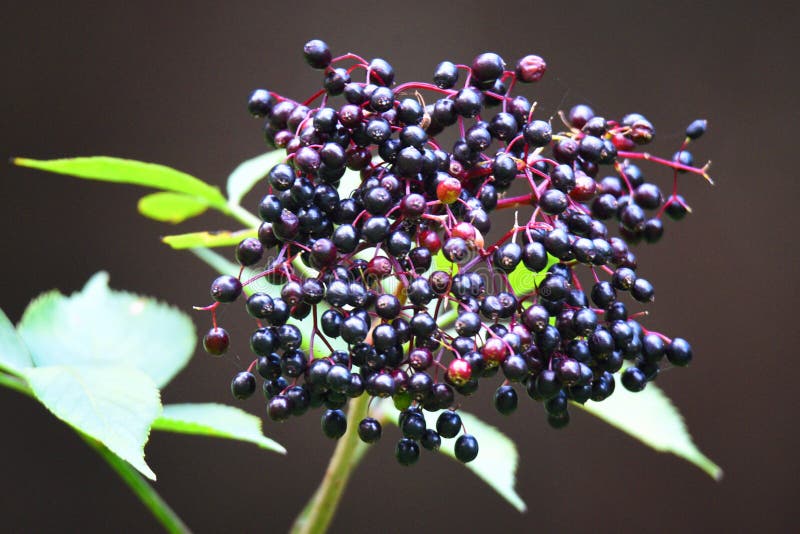 Vlierbes stock afbeelding. Afbeelding bestaande uit vlierbessen - 3232863