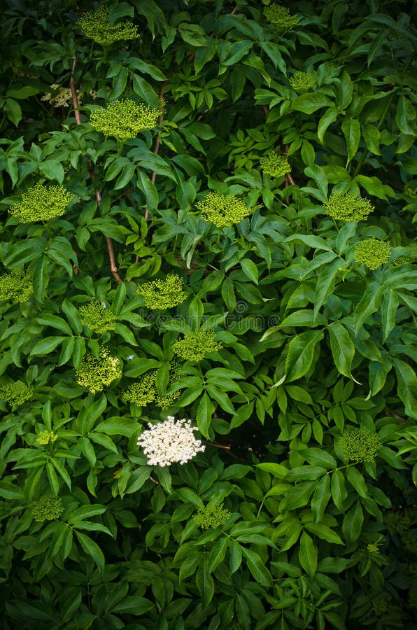 Vlierbes stock afbeelding. Image of wild, lente, installaties - 33144547