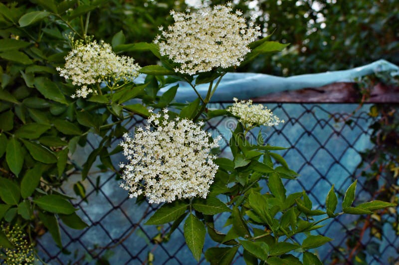 Vlierbes stock foto. Image of bladeren, gezond, vrucht - 55485134