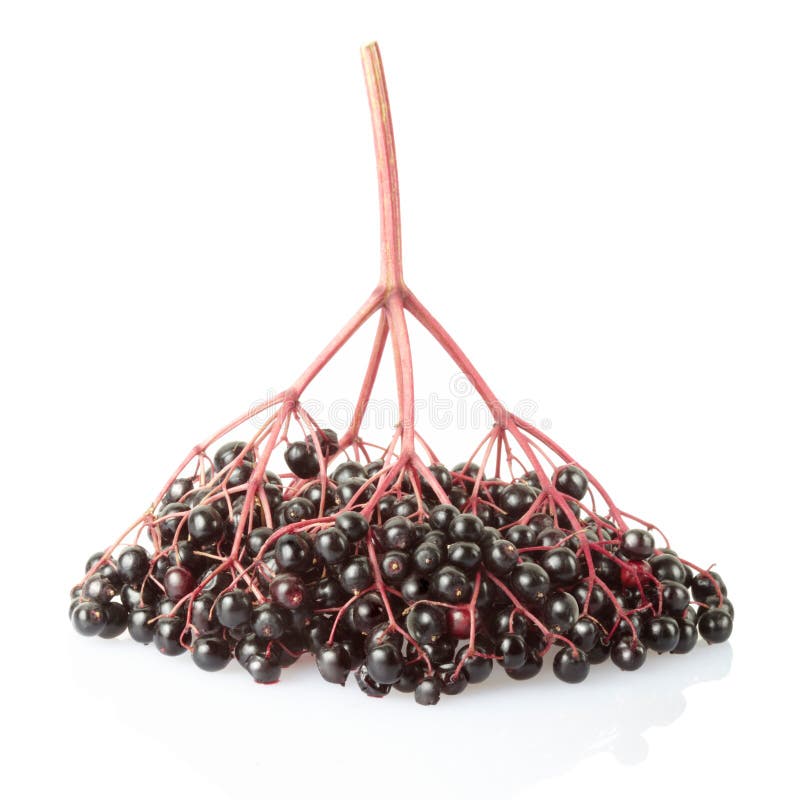 Vlierbes, Sambucusnigra Tak Stock Foto - Image of vloeibaar, ouder ...