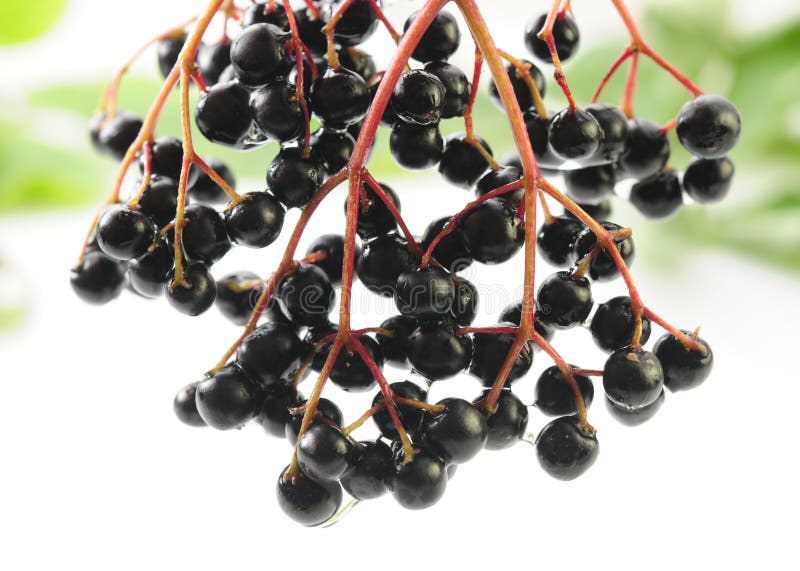 Vlierbessen stock foto. Image of vitamine, vlierbessen - 16158360