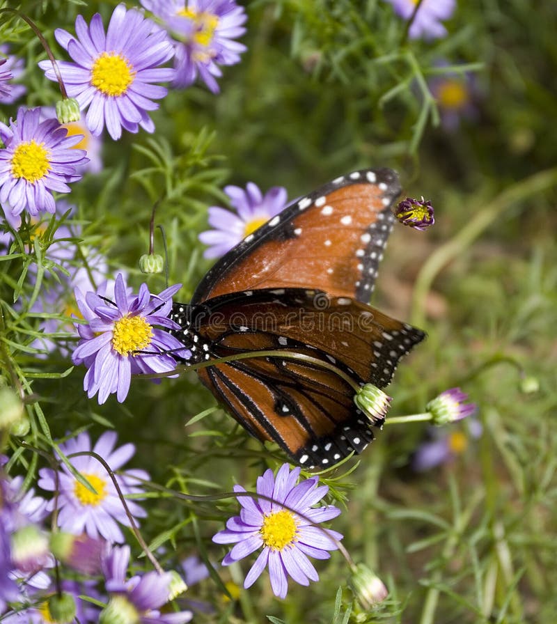 Vlinder stock afbeelding. Image of vlinder, bestuiving - 1209059