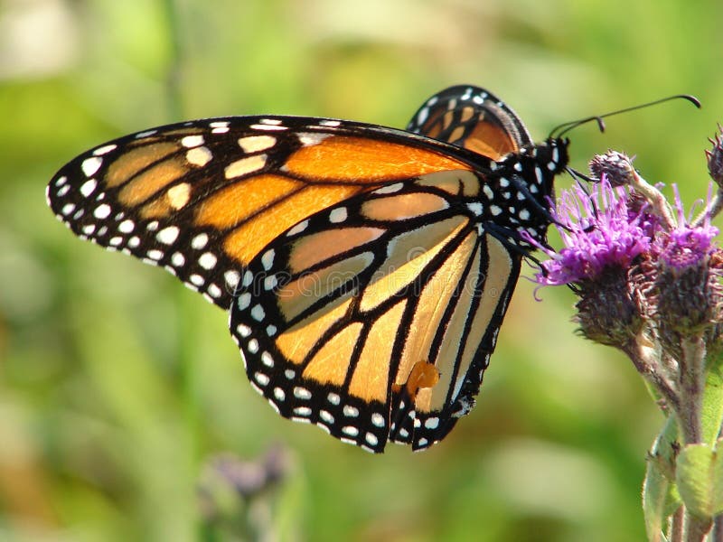 De vlinder van de monarch stock foto. Image of verleidelijk - 195726