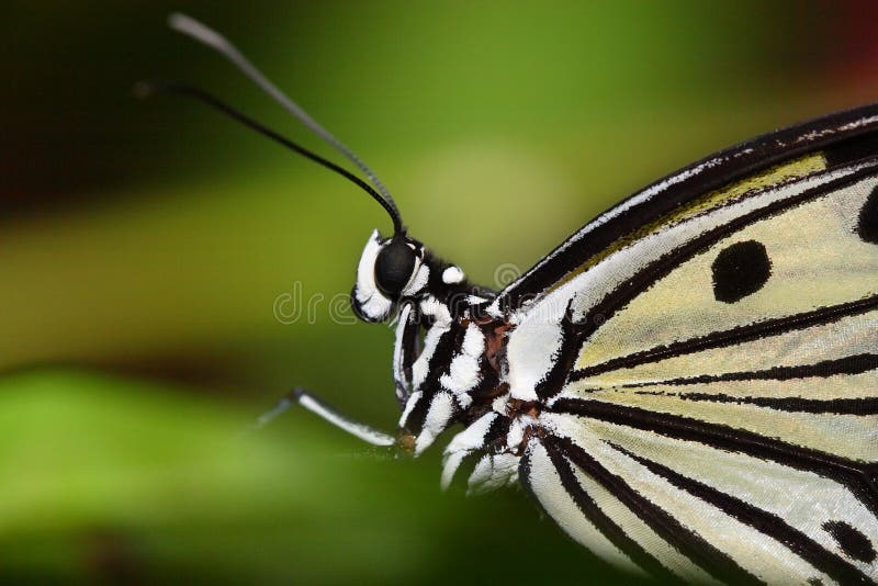 Vlinderpop stock foto. Image of scholier, mooi, cocons - 31727914