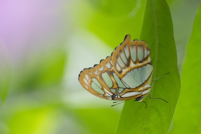De Notulen Van Het De Vlinderei Van Golffritillary Enkel Alvorens ...