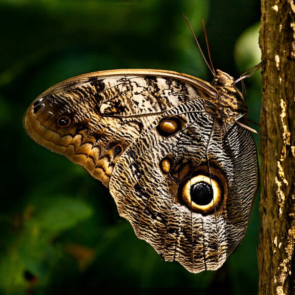 Vlinder 5627 Van Het Oog Van De Uil Stock Foto - Image of zwart, macro ...