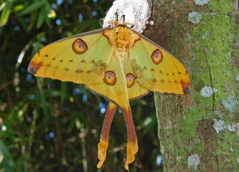 Vlinder en Cocon stock foto. Image of scenario, vlinder - 524586