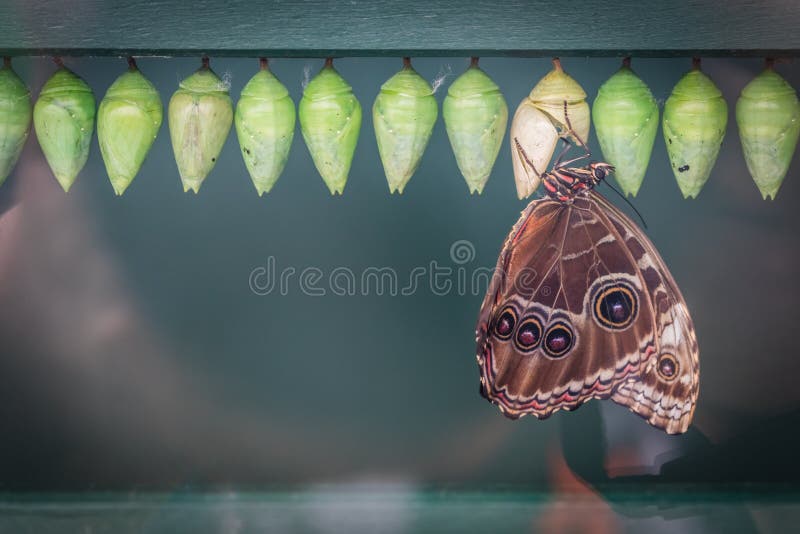 Vlinder En Cocons Van Peleides De De Blauwe Morpho Stock Afbeelding ...