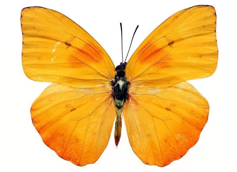 Gele vlinder stock afbeelding. Image of insect, gegevens - 15553039