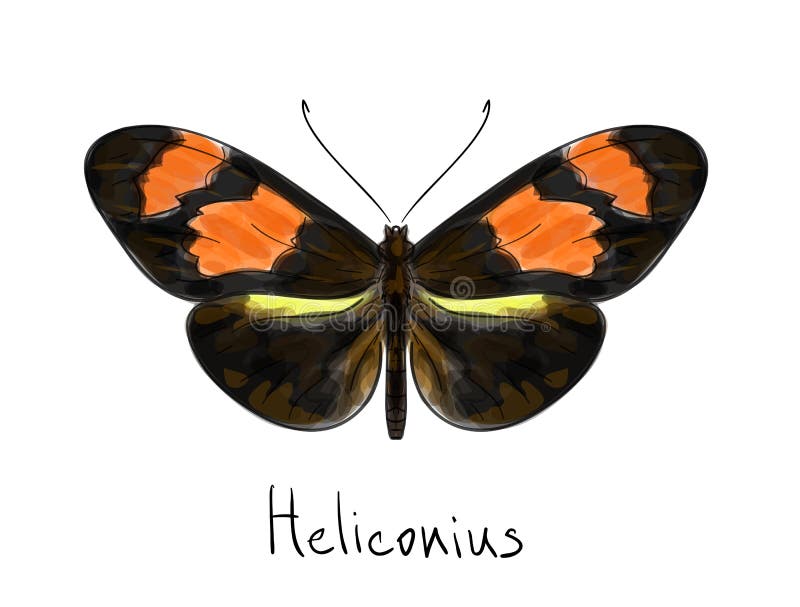 Vlinder Heliconius. De Imitatie Van De Waterverf. Stock Illustratie ...
